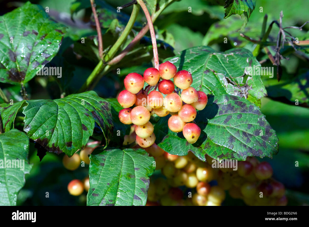 Viburnum trilobum ‘wentworth’ hi-res stock photography and images - Alamy