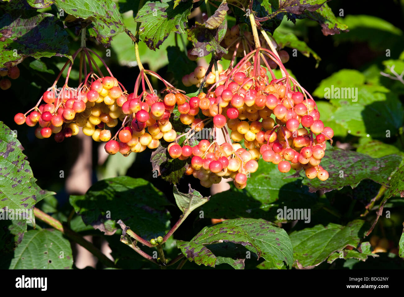 Viburnum Trilobum Wentworth American Cranberry bush Hybrid with berries ...