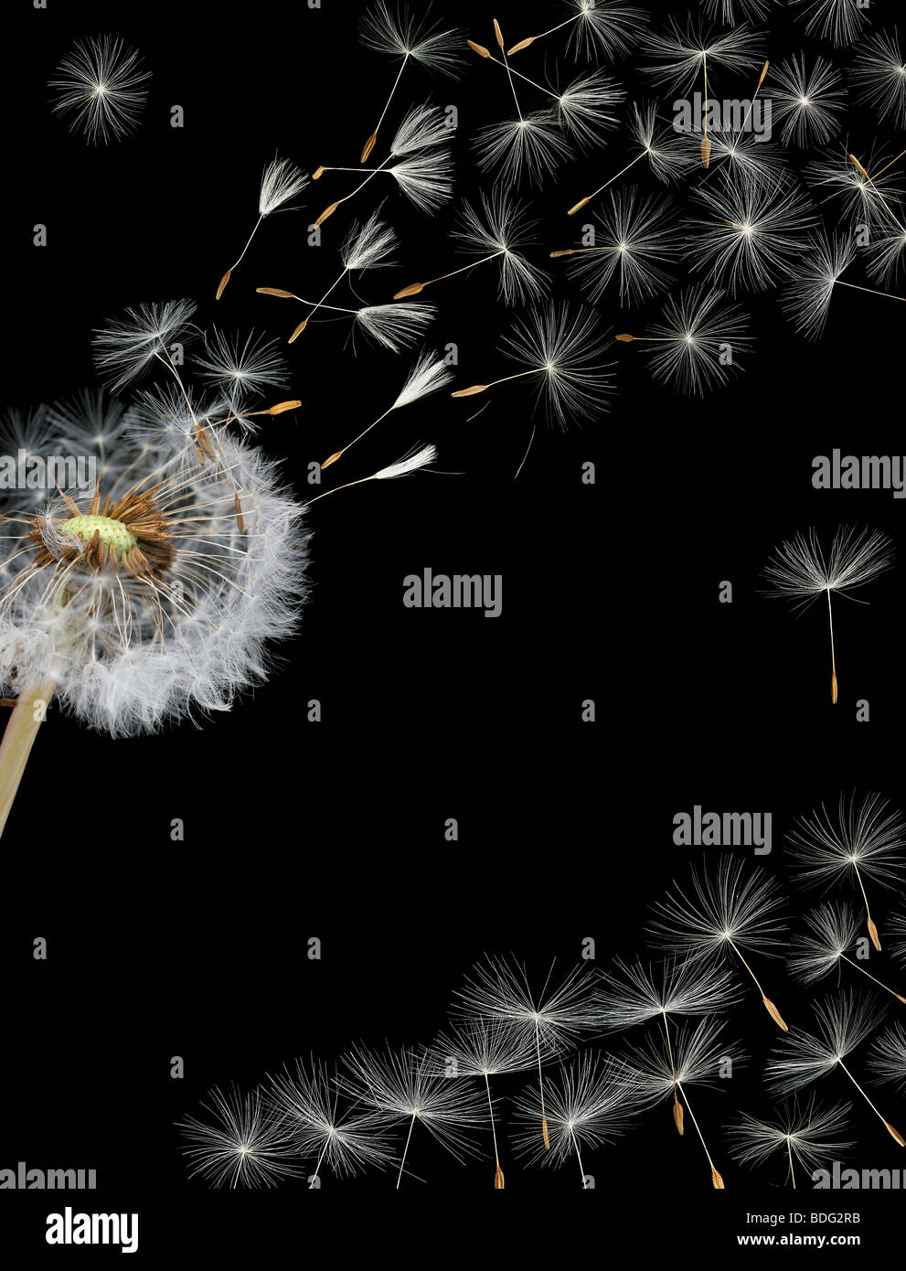 dandelion, wild flower, seeds flying Stock Photo - Alamy