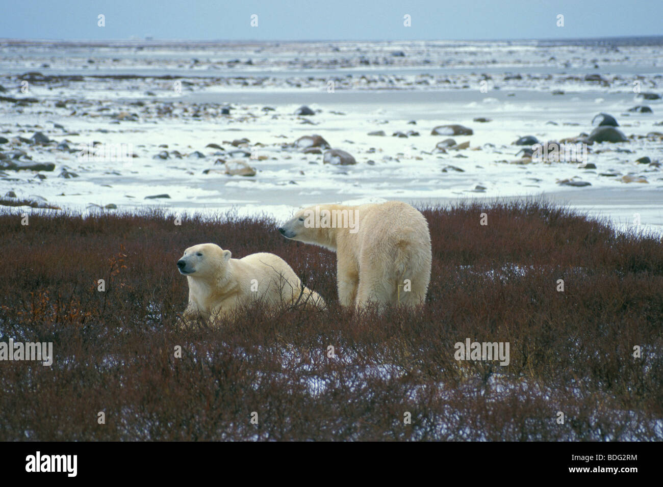 Arctic, animals, bears Stock Photo - Alamy