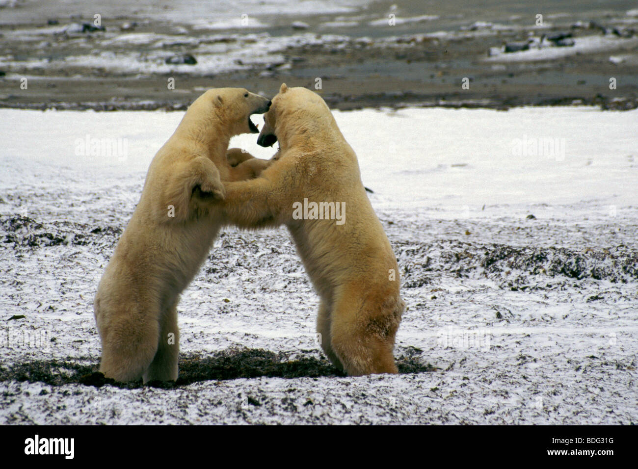 Bears dispute hi-res stock photography and images - Alamy