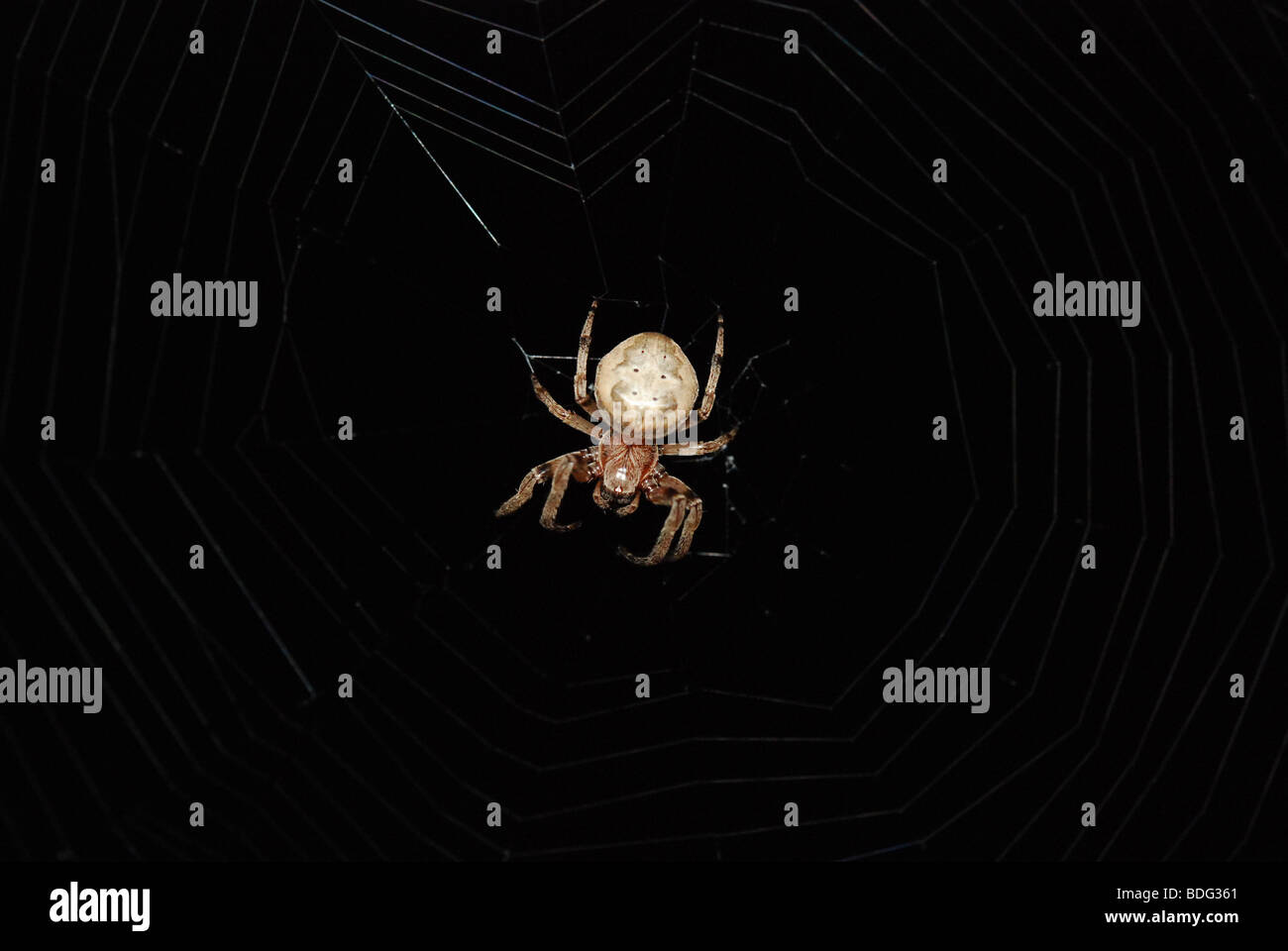 Spider waiting on it's web for a visitor Stock Photo - Alamy