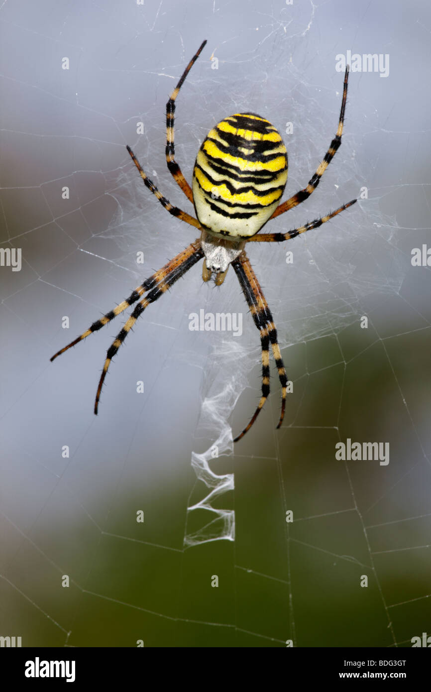 Wasp spider Argiope bruennichi Stock Photo - Alamy
