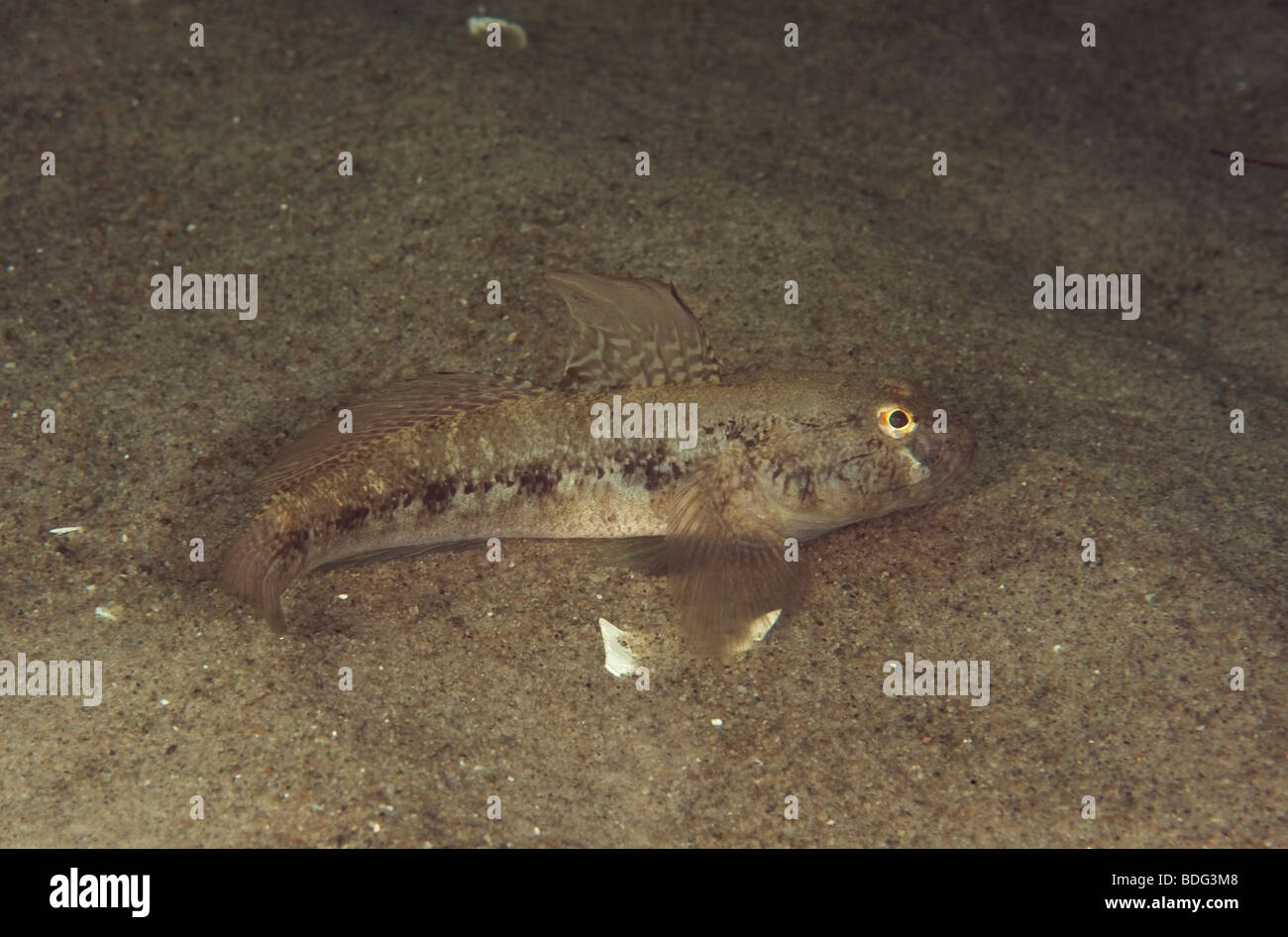 Fish reproduction process hi-res stock photography and images - Alamy