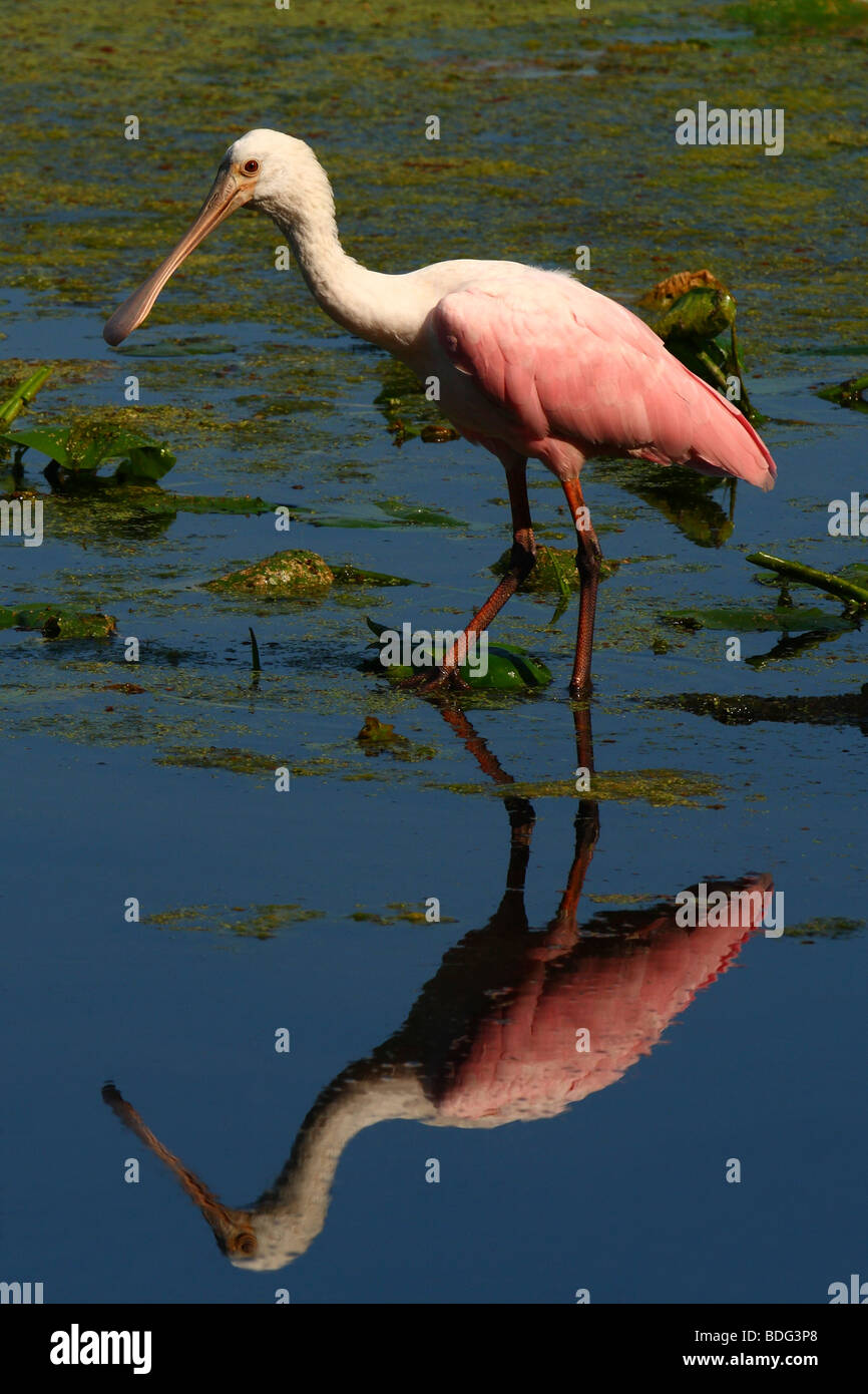 Roseate Spoonbill Reflection Stock Photo - Alamy