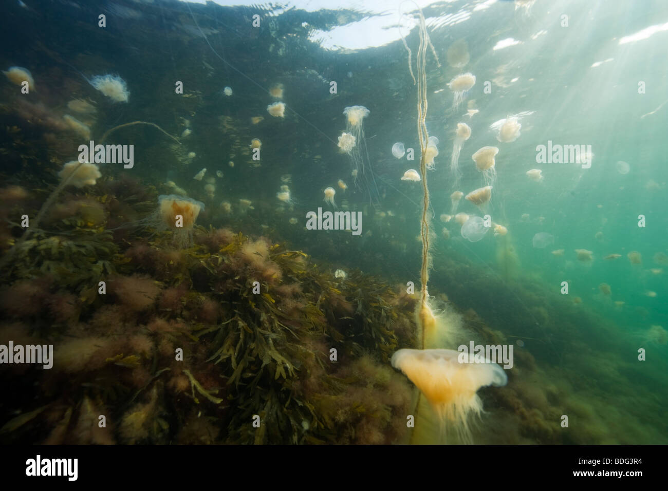 School of jellyfish (Cyanea) Sweden Stock Photo - Alamy