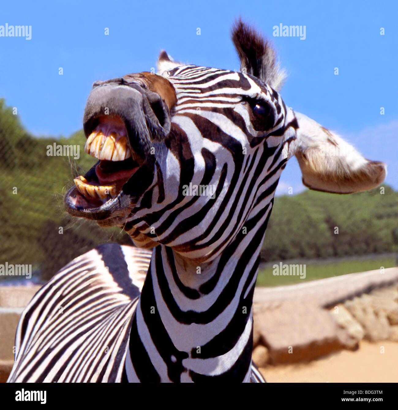 A Laughing African Zebra at the Zoo in Frejus, Cote d'Azur,France Stock ...