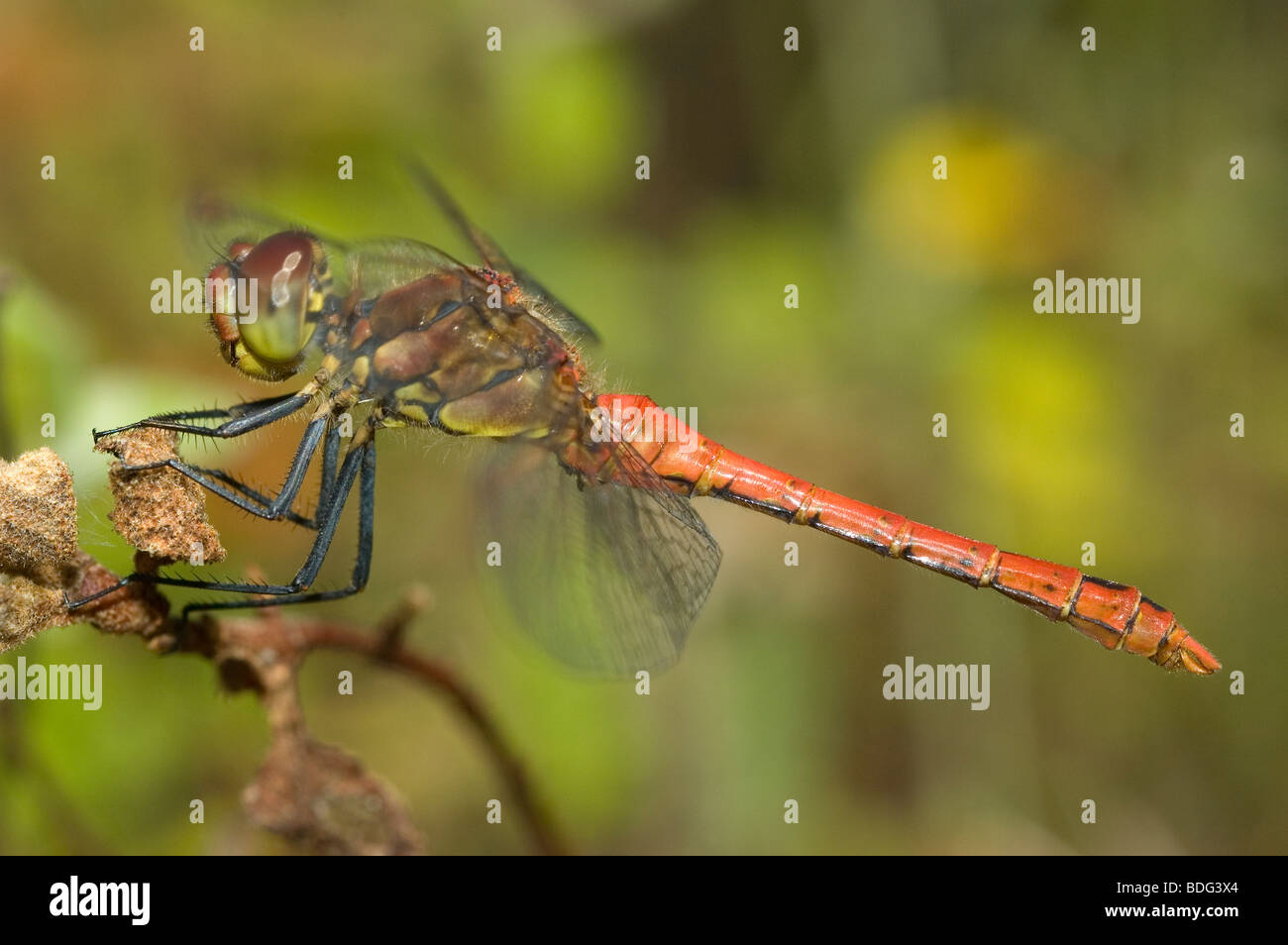 Sympetrum sanguineum hi-res stock photography and images - Alamy