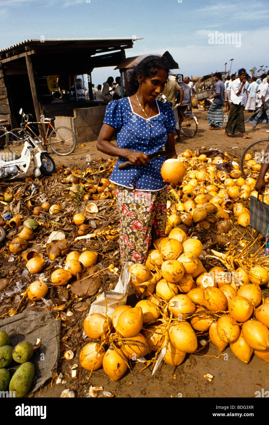 Sri Lanka Negombo Market Coconuts Stock Photo - Alamy