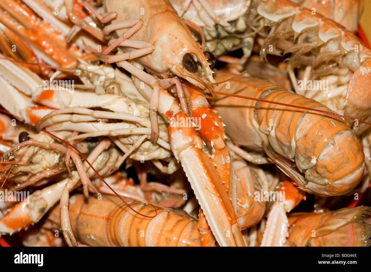 Crayfish dish fish dish hi-res stock photography and images - Alamy