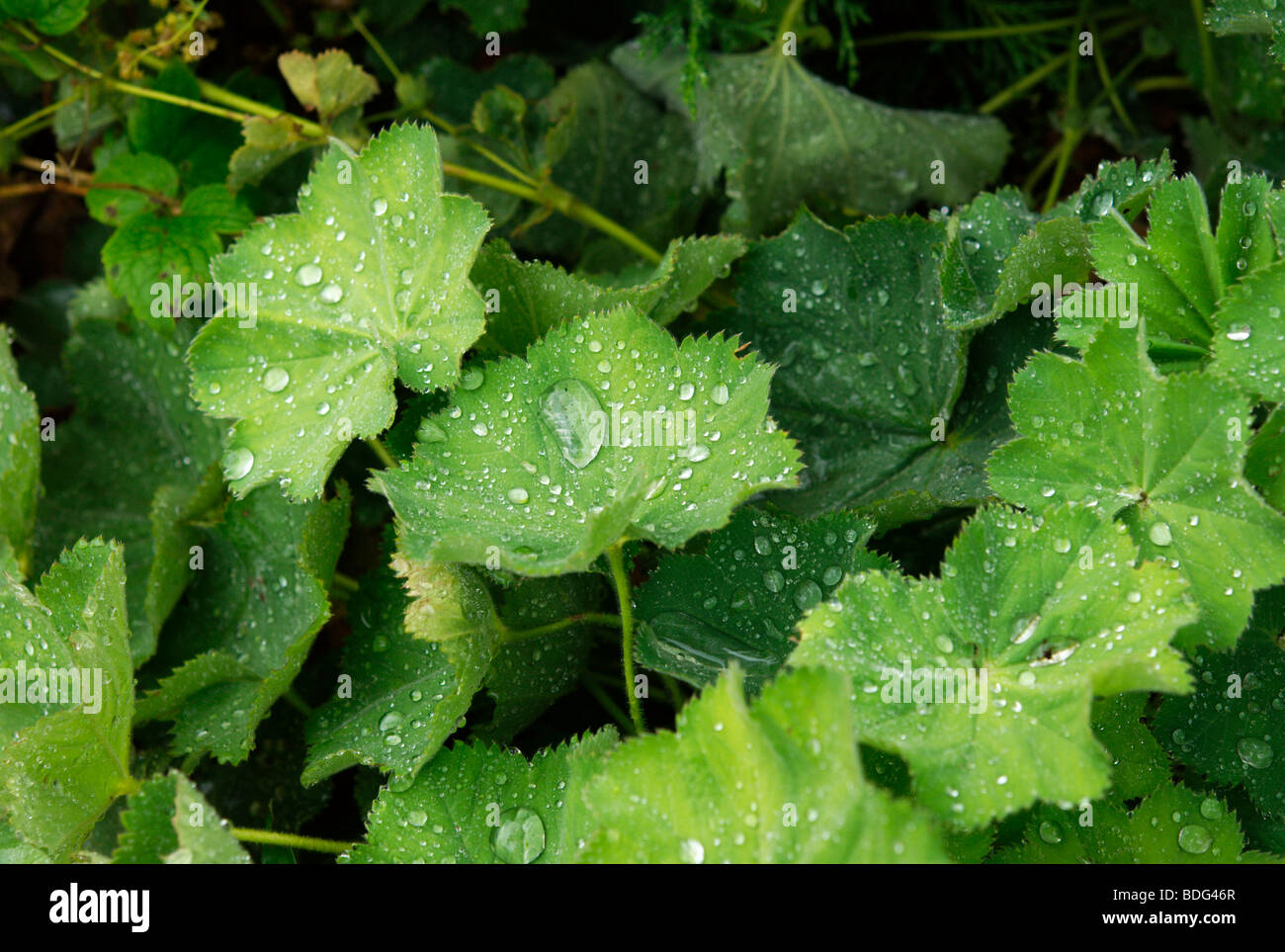Ground covering plants Stock Photo - Alamy