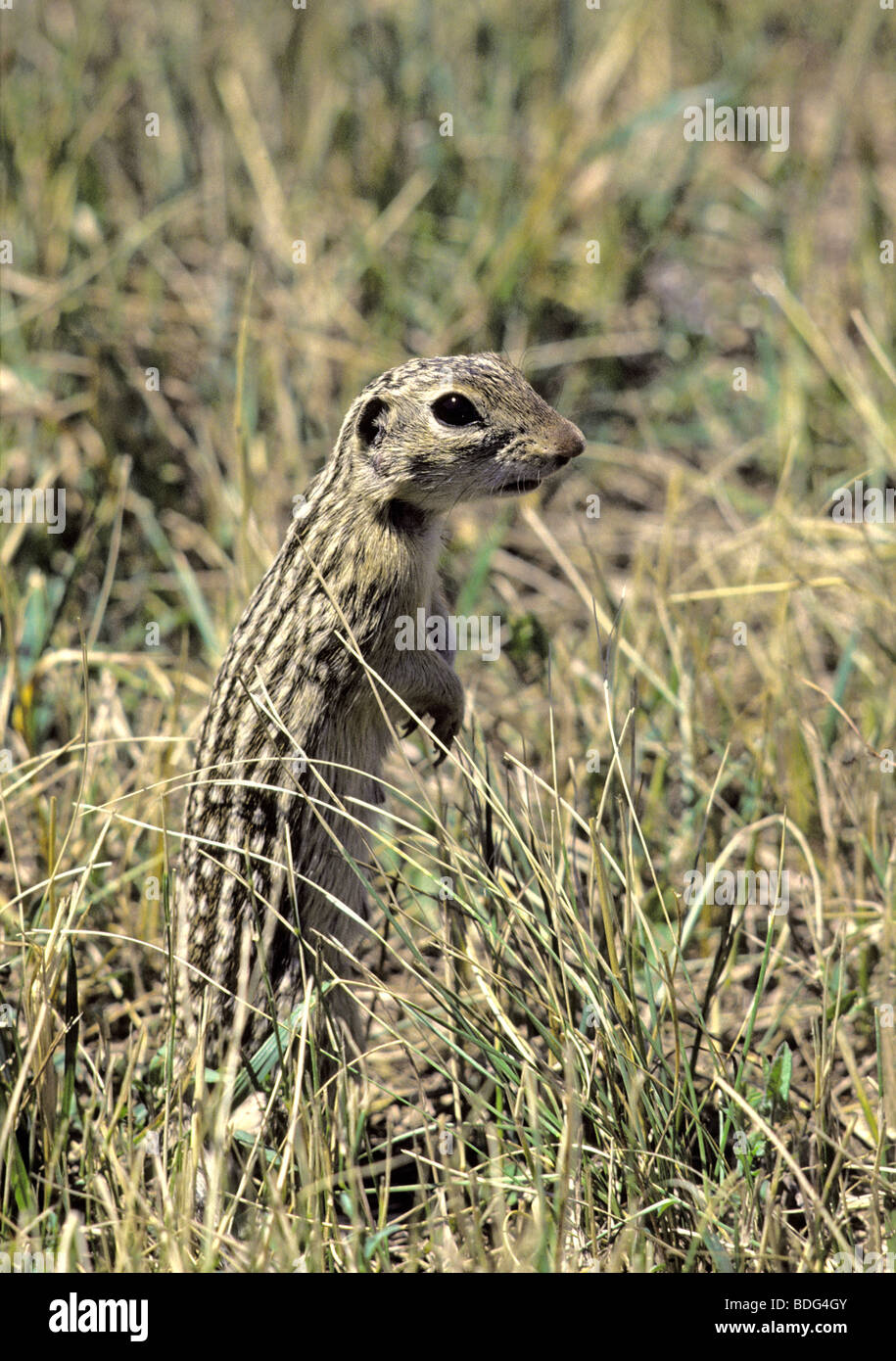 Striped gopher hi-res stock photography and images - Alamy
