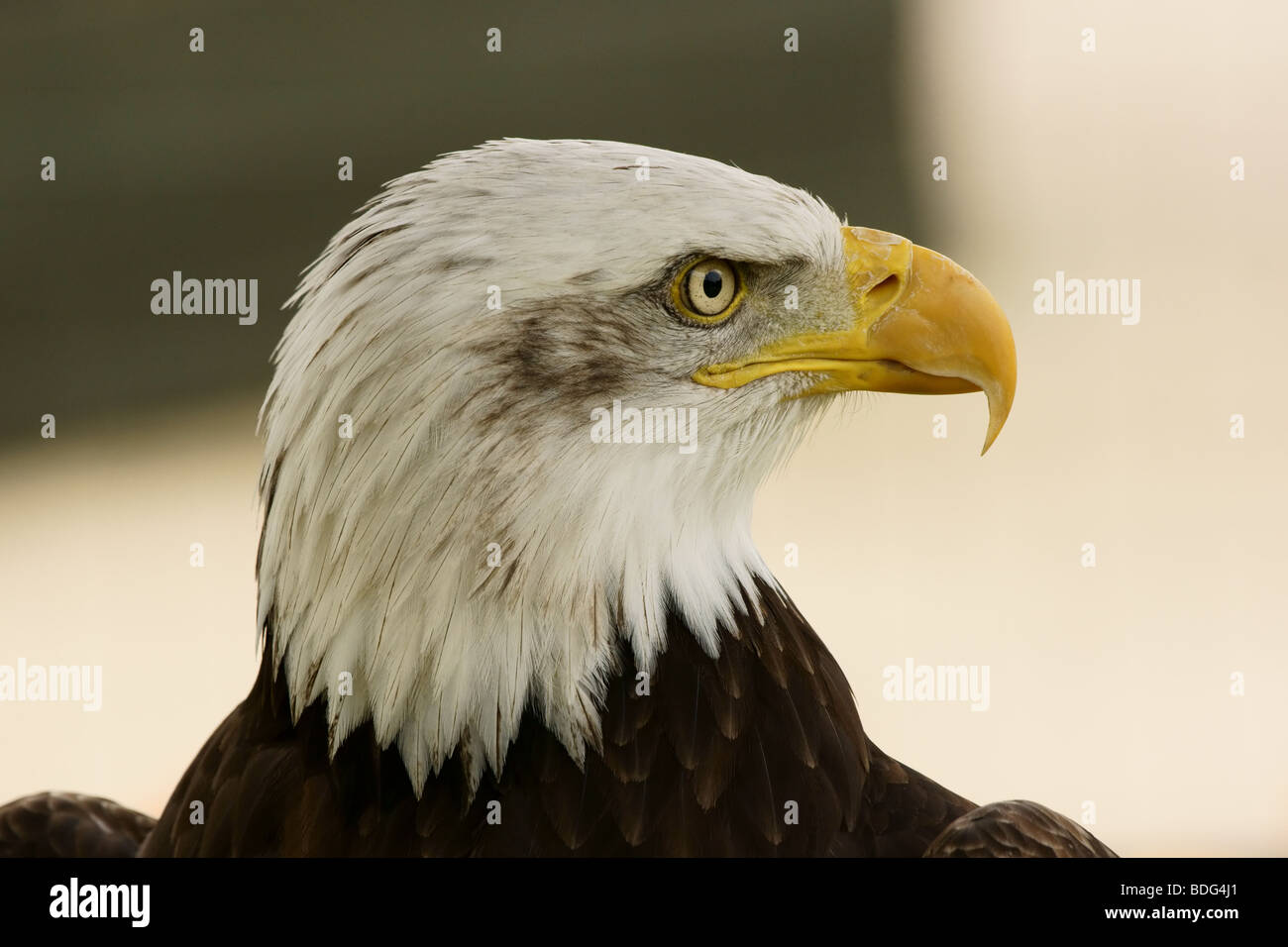 A Bald Eagle Stock Photo - Alamy