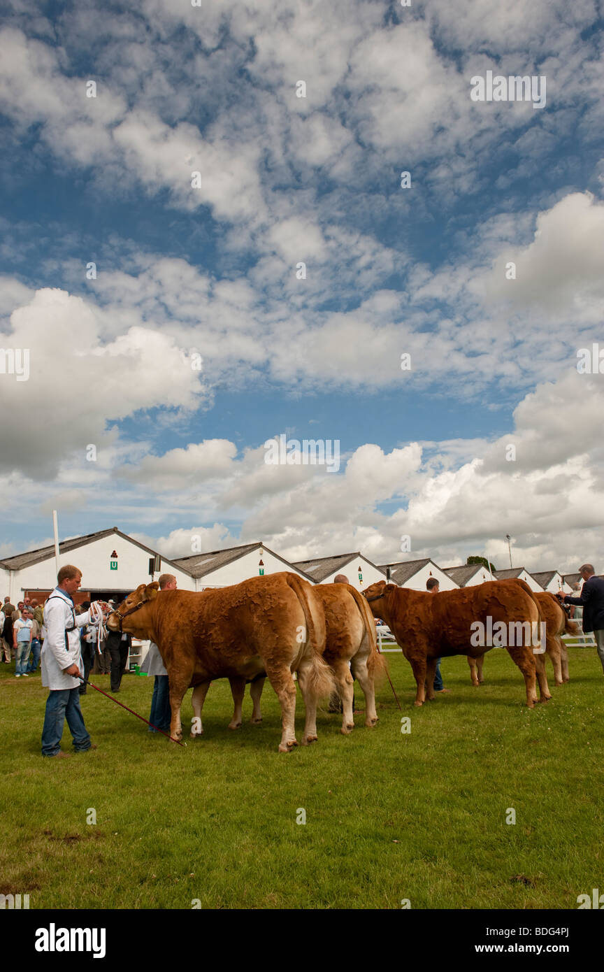 Cattle showing hi-res stock photography and images - Alamy