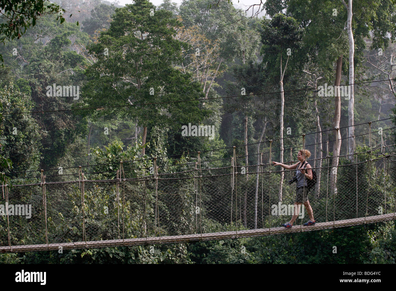 Tourists on tree top canopy walk way high at the top of the forest ...