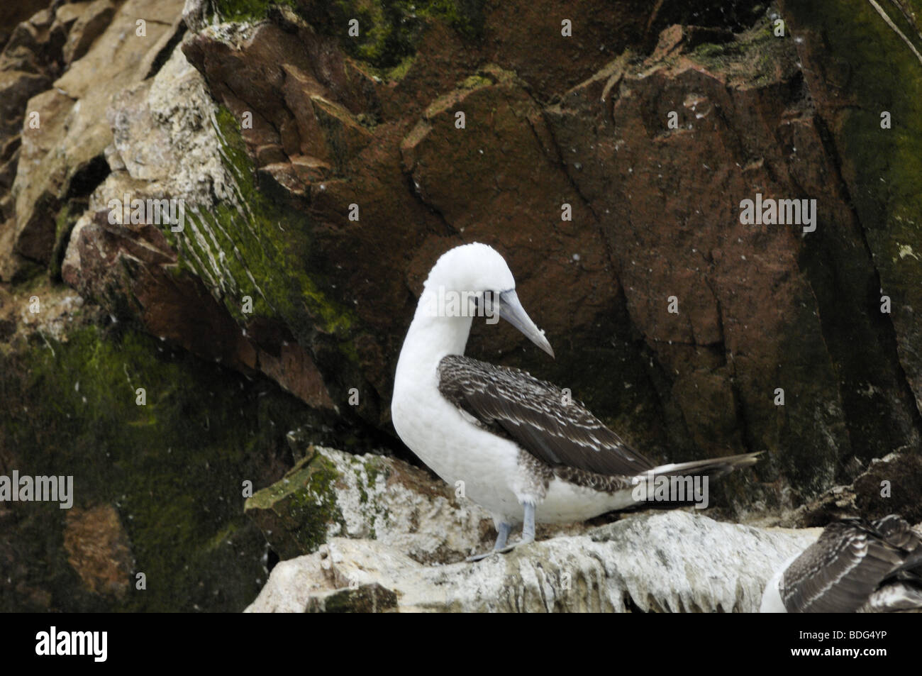 Peruvian boobies hi-res stock photography and images - Alamy
