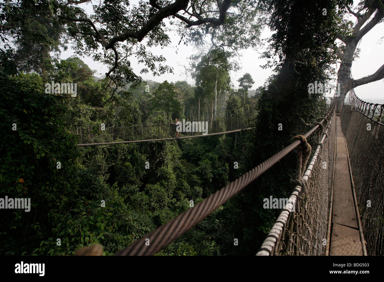 Tourists on tree top canopy walk way high at the top of the forest ...