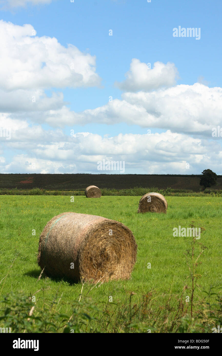 Baled grass in field Stock Photo - Alamy