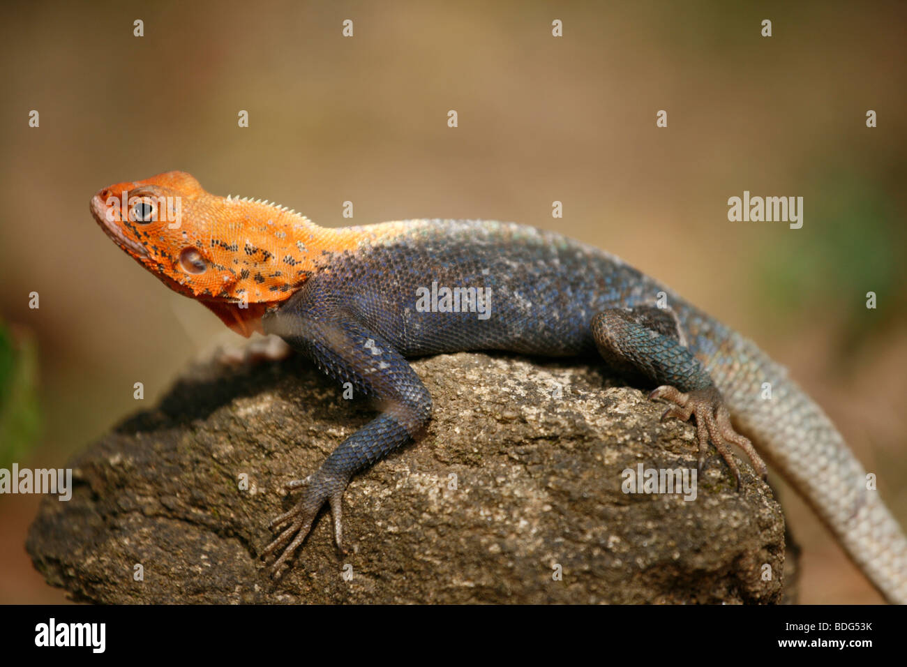 Agama species of Lizard with is brightly colored orange and blue scales ...