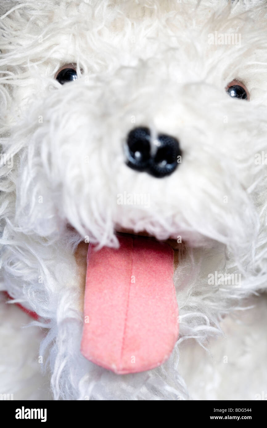 Sheep face close up tongue hi-res stock photography and images - Alamy