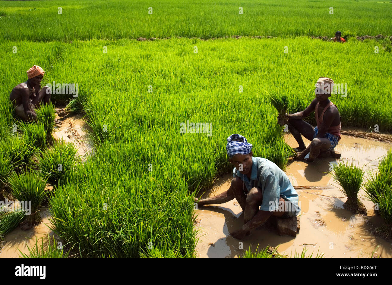 Men working in a Rice Field, Udaygiri, Orissa, India Stock Photo - Alamy