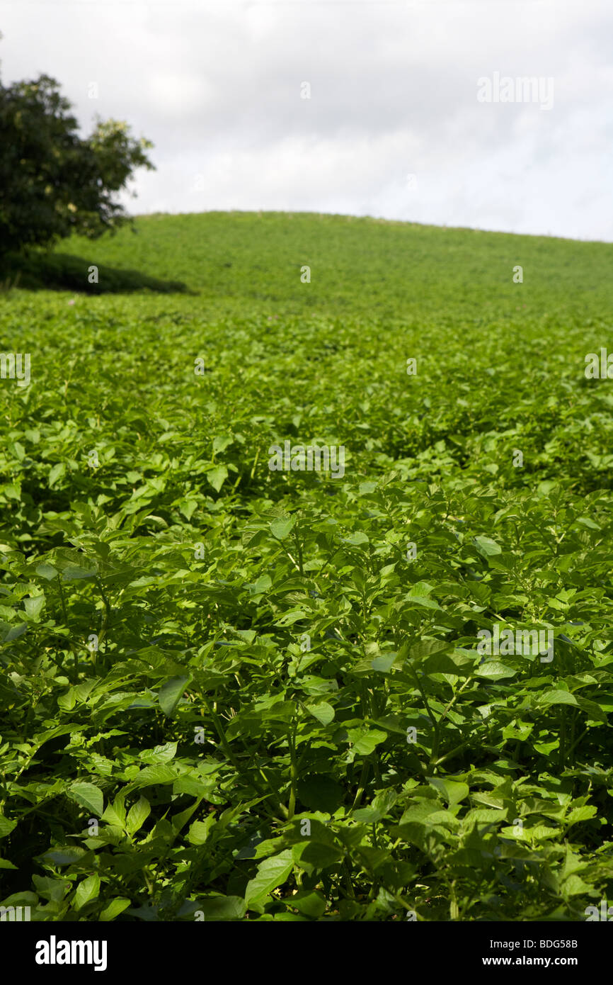 Irish potato farm hi-res stock photography and images - Alamy