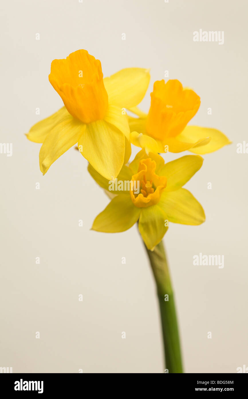 Daffodil Narcissus tete a tete specimen with three flower heads on a ...