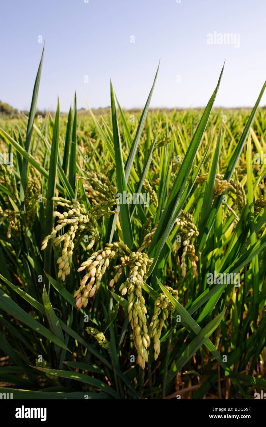 Crop detail hi-res stock photography and images - Alamy