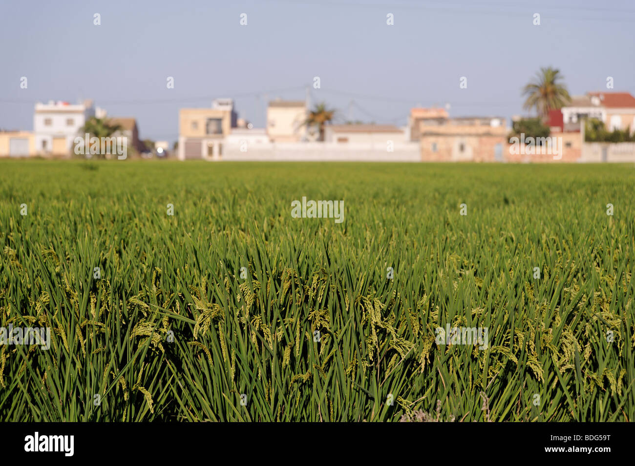 Rice field in albufera hi-res stock photography and images - Alamy
