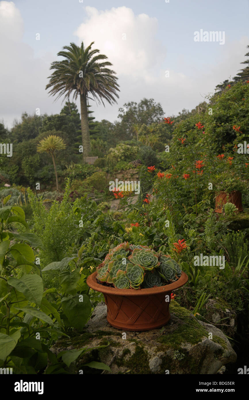 Abbey gardens tresco hi-res stock photography and images - Alamy