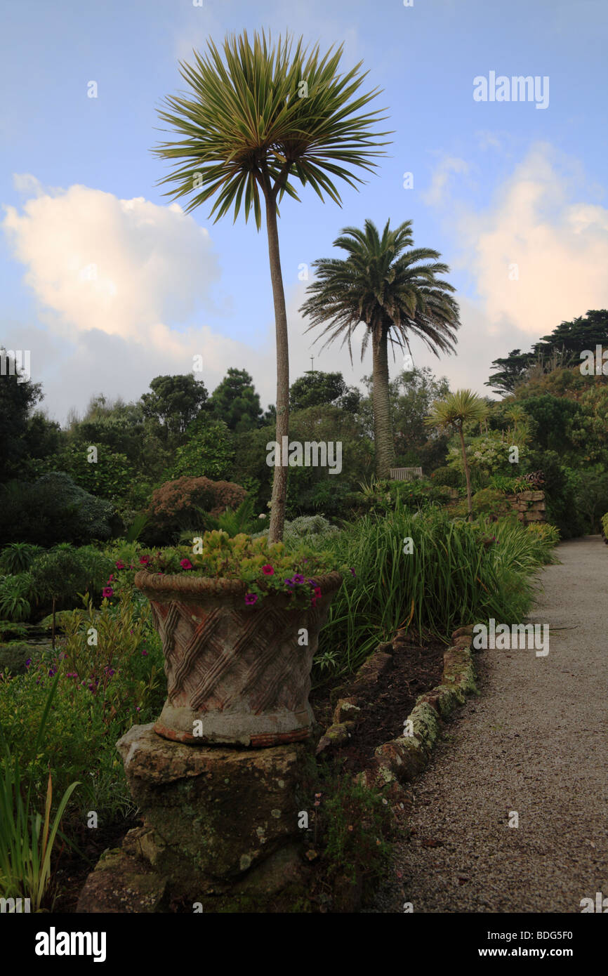 Borders palm trees and gravel path at the Abbey Gardens Tresco Isles of ...