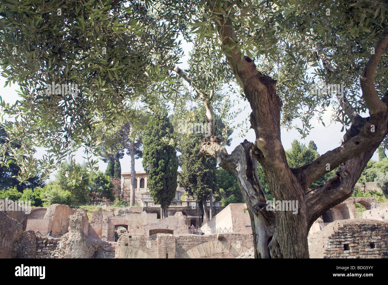 Under the olive tree in The Forum, Rome Stock Photo - Alamy
