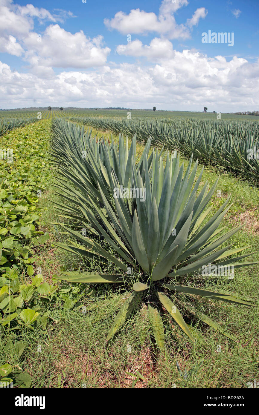 Sisal plantation in tanzania hi-res stock photography and images - Alamy