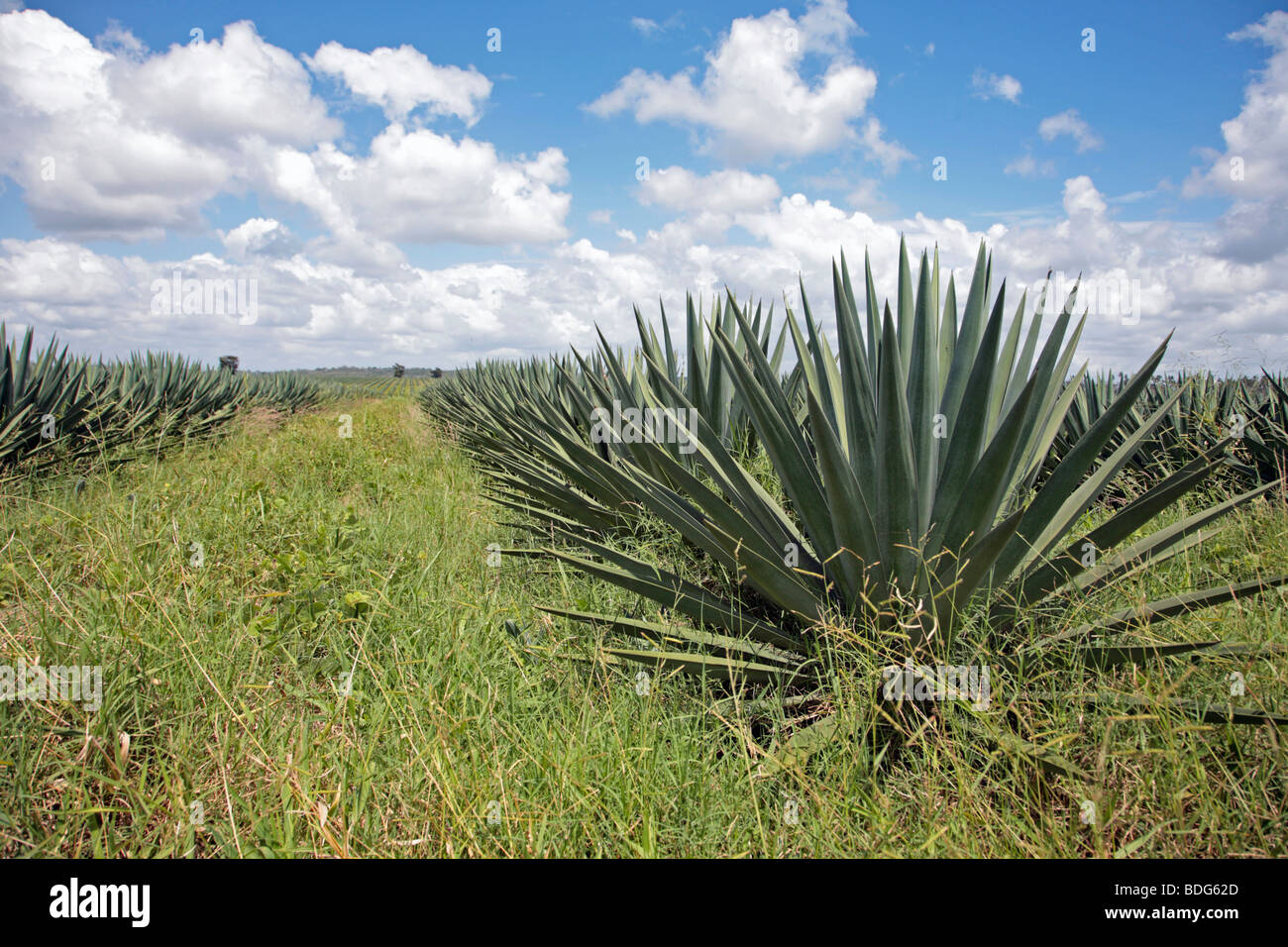 Sisal plantation in tanzania hi-res stock photography and images - Alamy