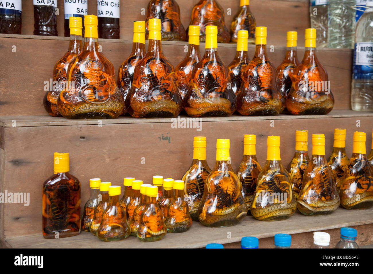 Snake wine in Vietnam Stock Photo - Alamy