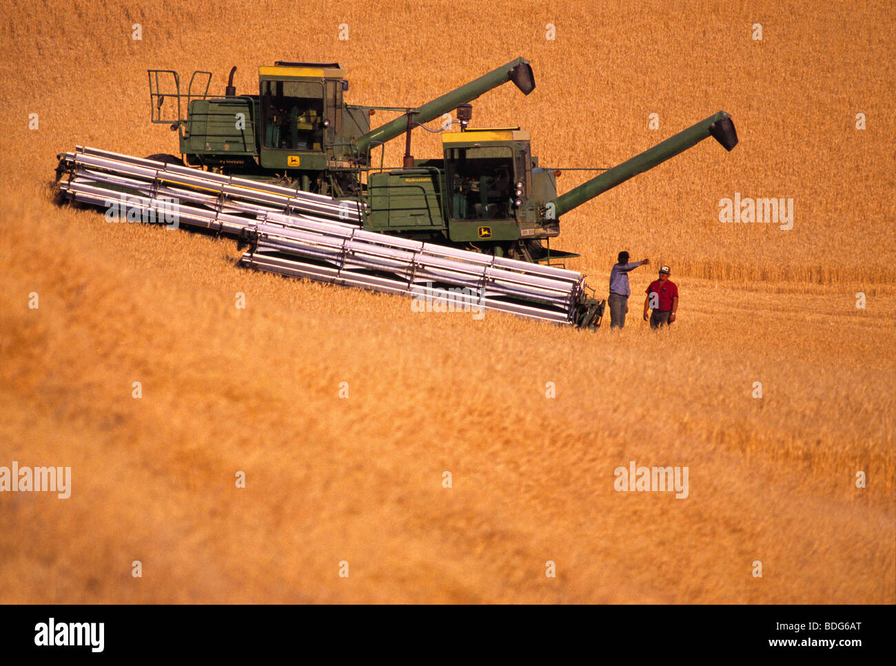 Wheat harvest, two combine drivers discuss the path to take through the ...