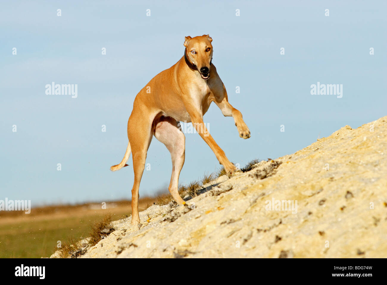 World galgo day hi-res stock photography and images - Alamy