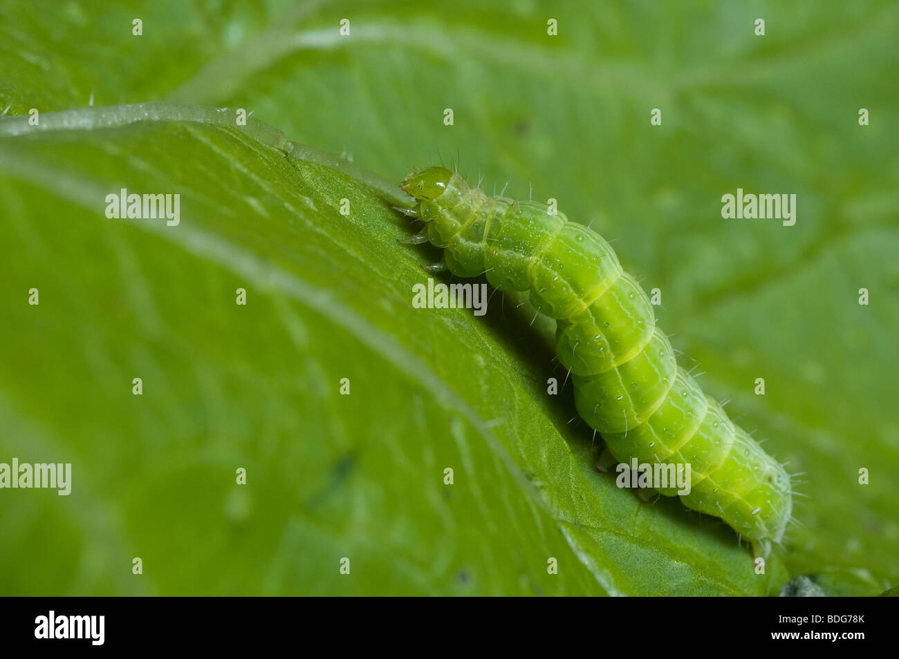 Scar Bank Gem caterpillar (Ctenoplusia limbirena Stock Photo - Alamy