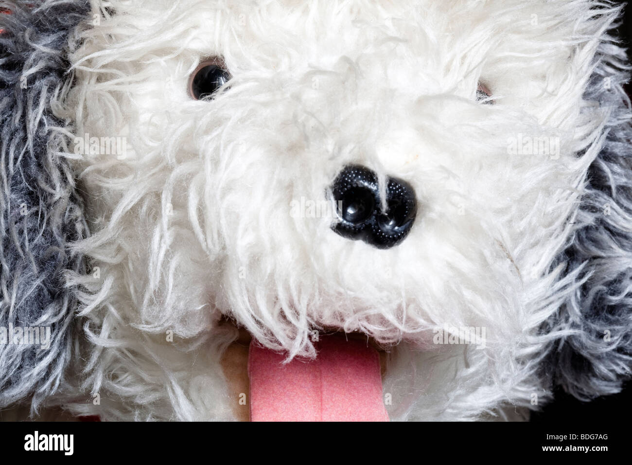 Toy dogs face hi-res stock photography and images - Alamy