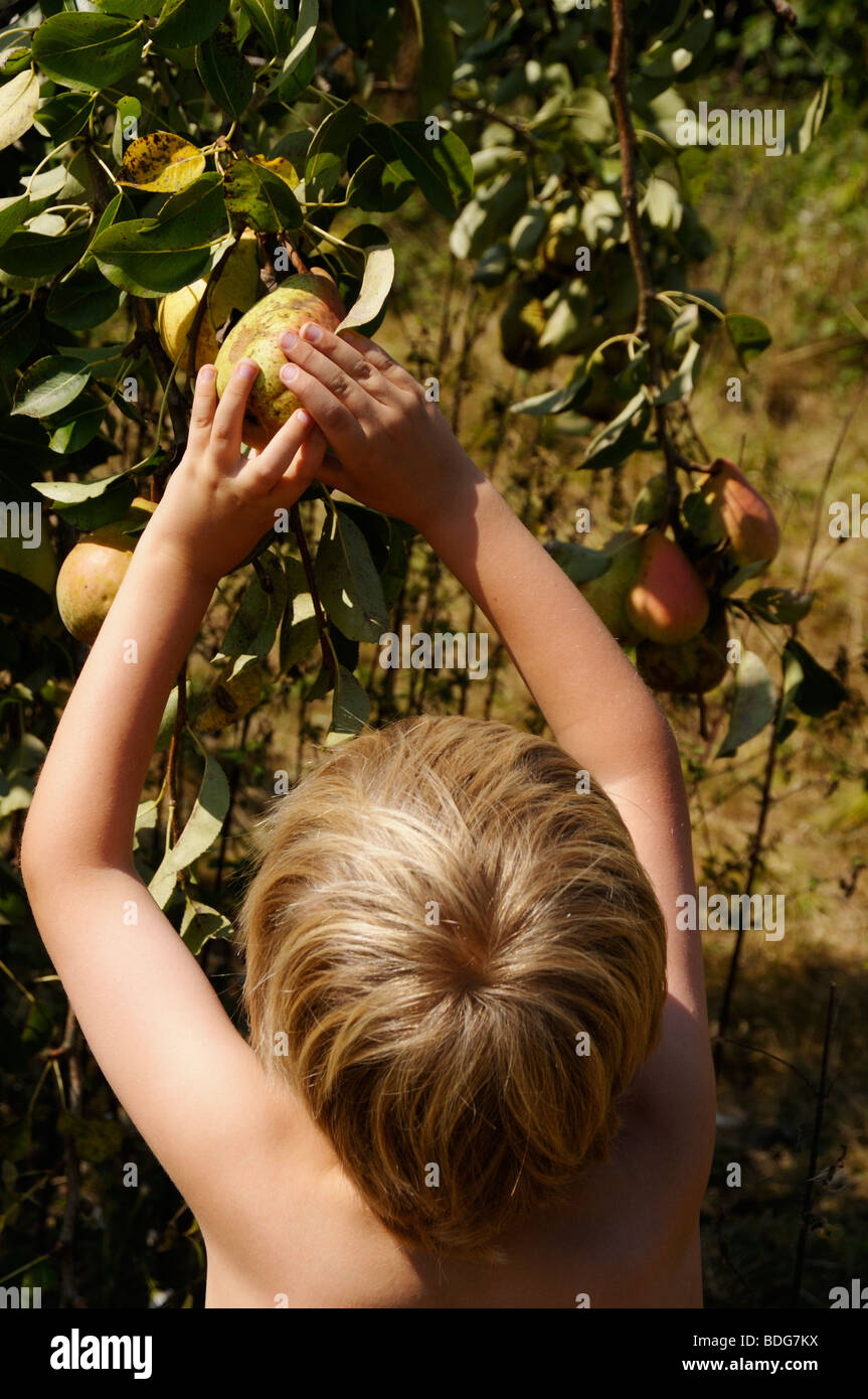 Boy picking pear tree hi-res stock photography and images - Alamy
