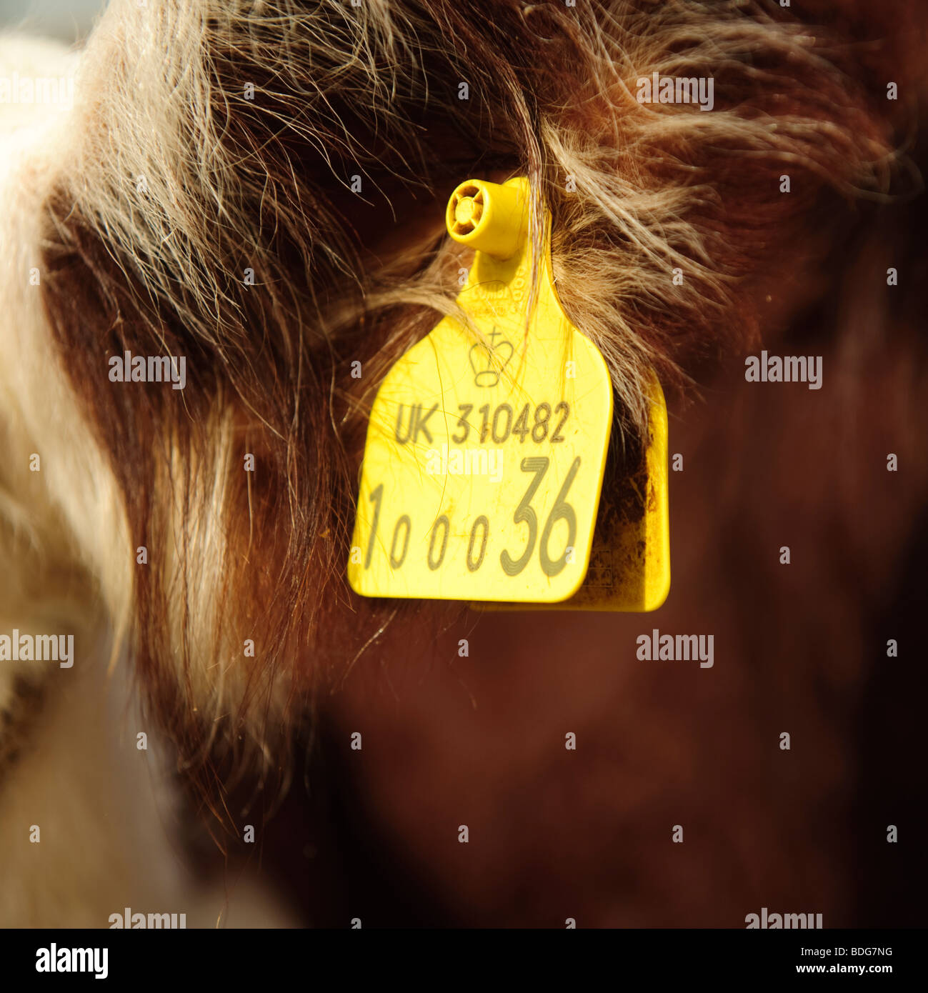 Yellow ear tag on a cow, UK Stock Photo - Alamy