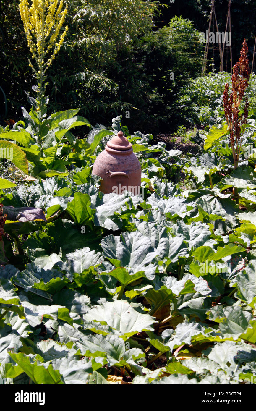 A LARGE RHUBARB PATCH WITH A FORCING JAR ON AN ALLOTMENT. UK Stock ...