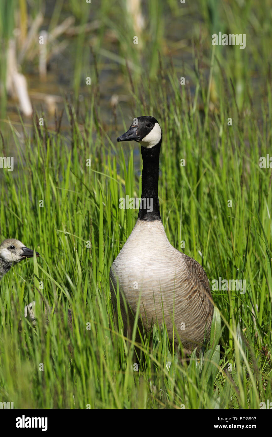 Canada Goose Branta canadensis standing upright in long grass with its ...
