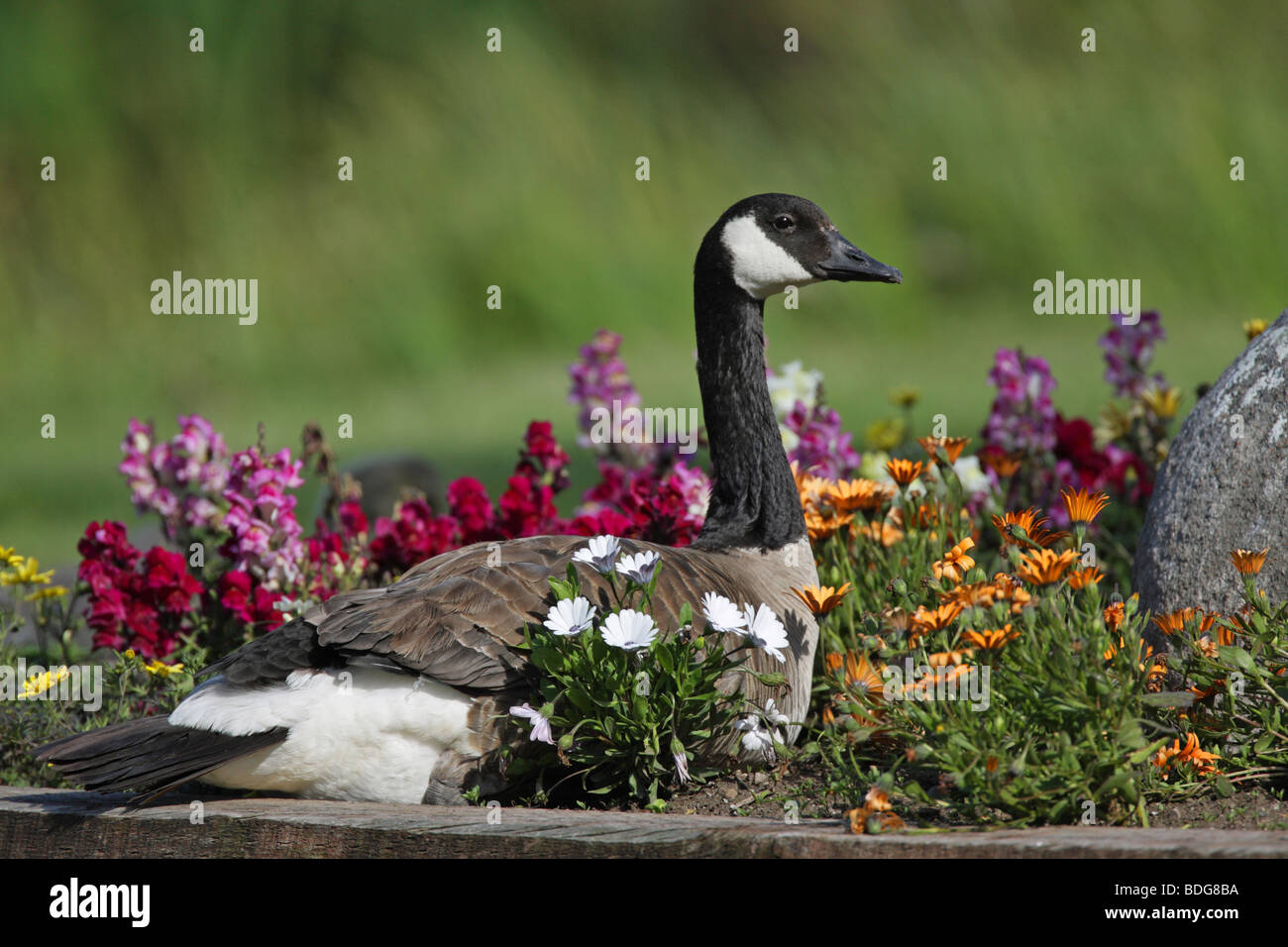 Canada Goose Branta canadensis lying at rest in a flower bed of spring ...