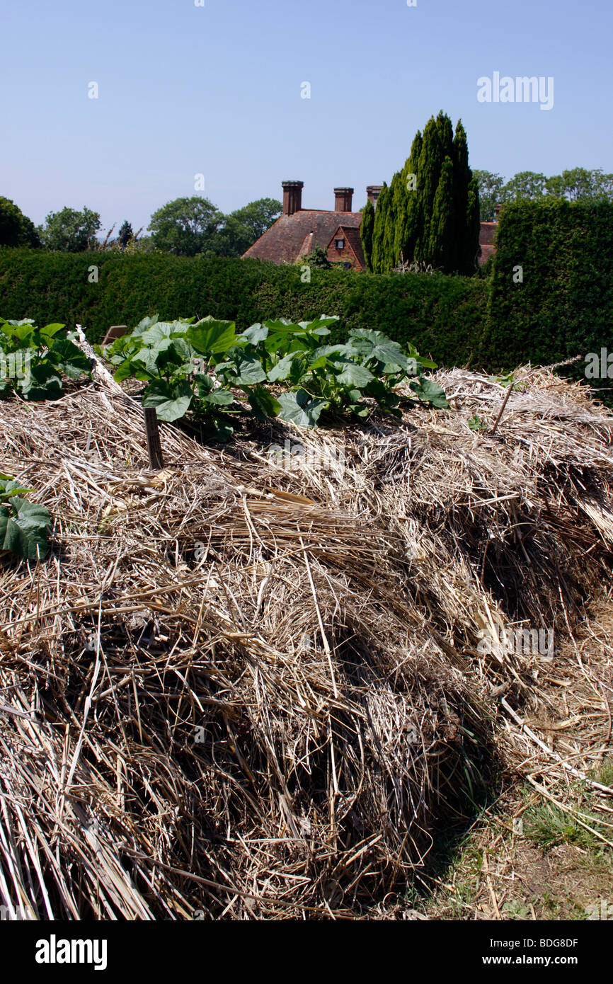 VEGETABLE SQUASH GROWING ON AN OPEN COMPOST HEAP IN AN ALLOTMENT GARDEN ...