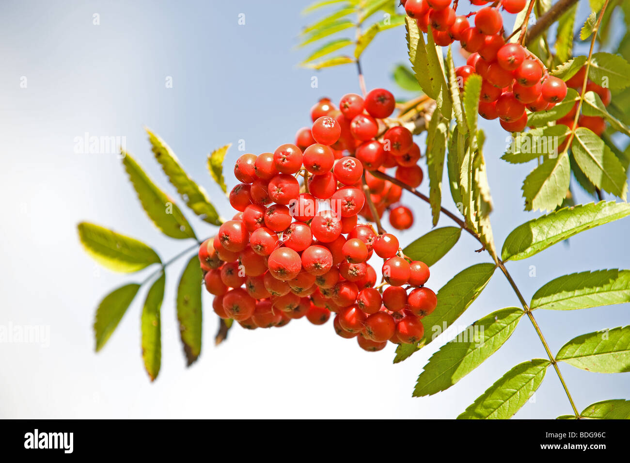 Attractive red berries fruits hi-res stock photography and images - Alamy