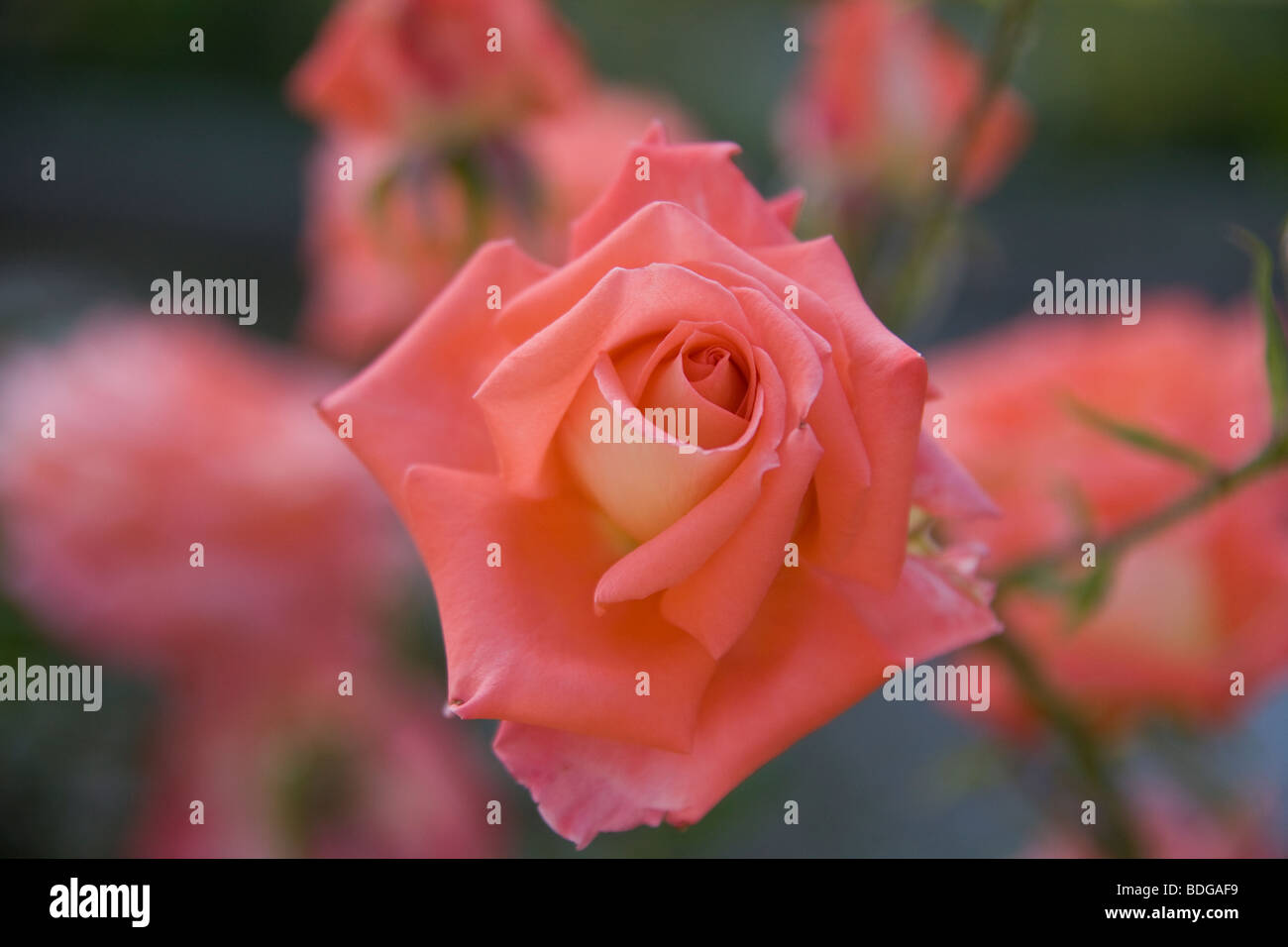 Srinagar kashmir mountains hi-res stock photography and images - Alamy