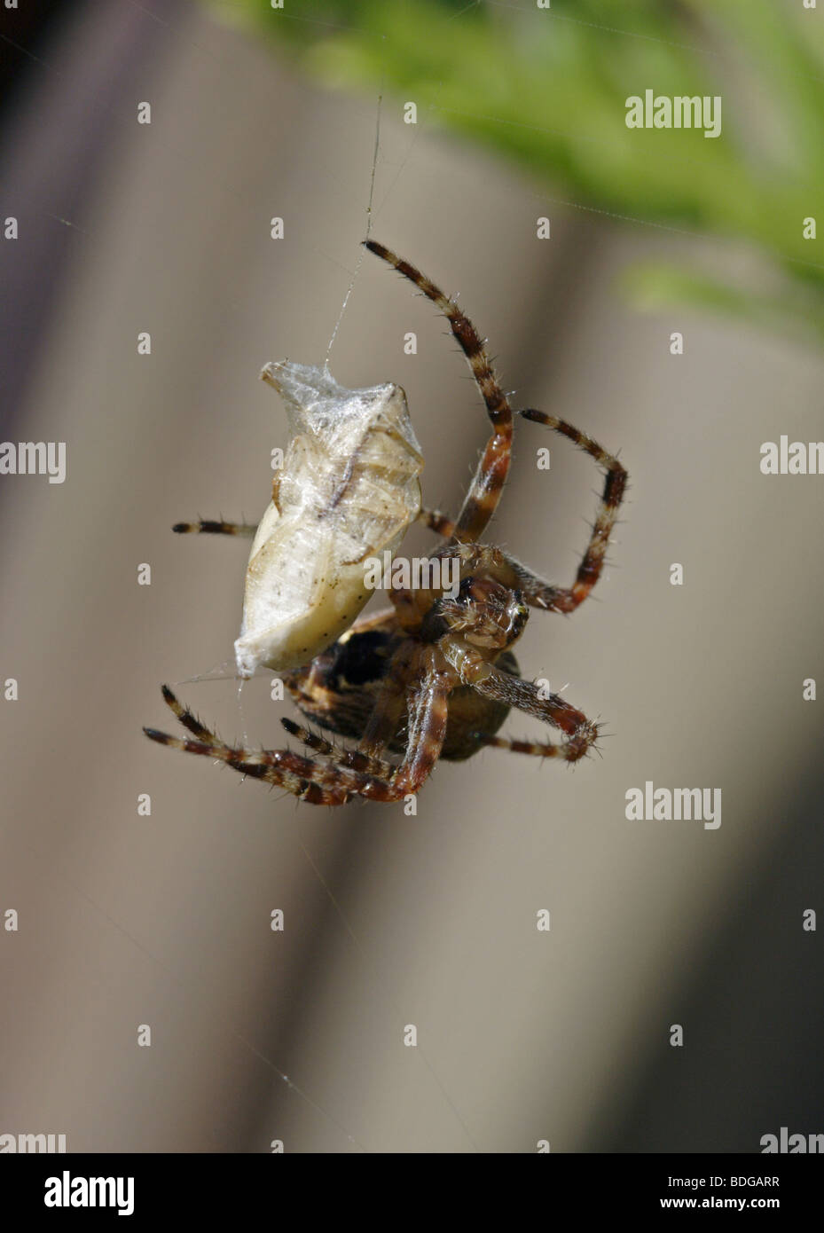 Spider wrapping up prey in web Stock Photo - Alamy