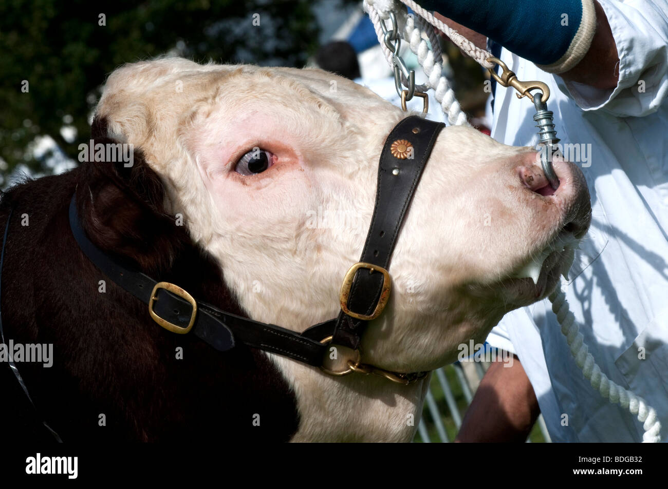 Hereford bull nose ring hi-res stock photography and images - Alamy