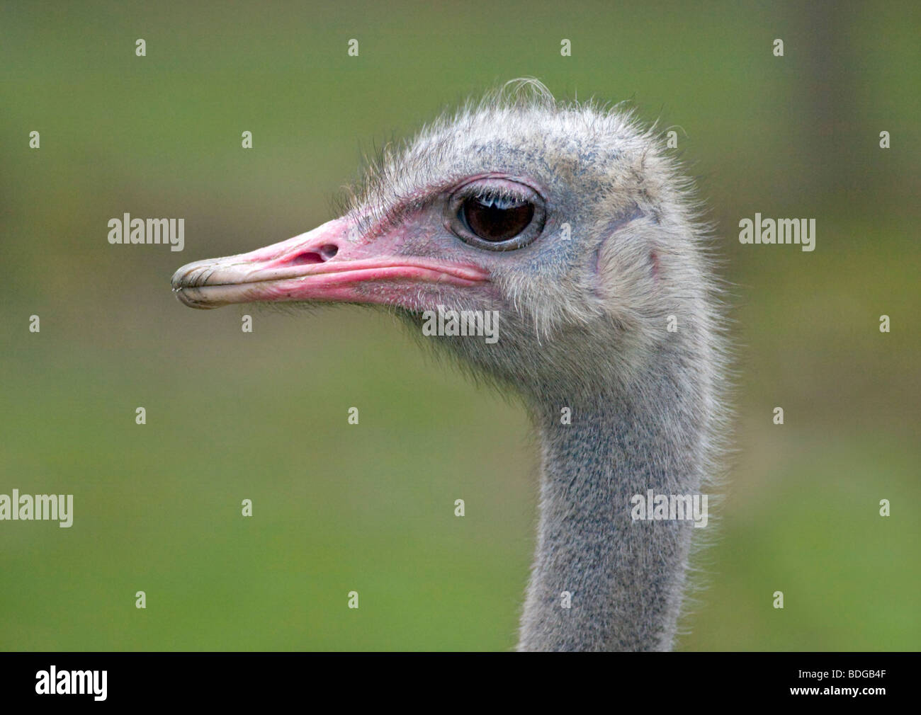 Ostrich (struthio camelus) portrait Stock Photo - Alamy
